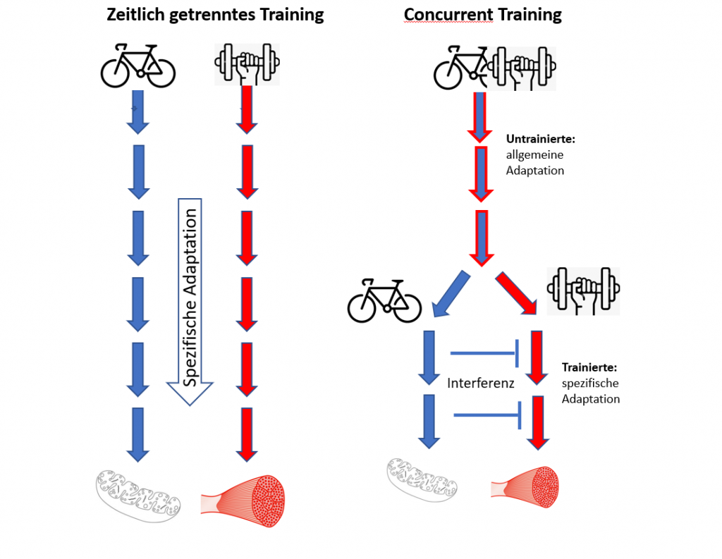 Concurrent-Training – Kraft und Ausdauer gleichzeitig oder zeitlich ...